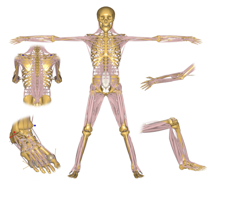 The AnyBody Managed Model Repository - AnyBody Technology