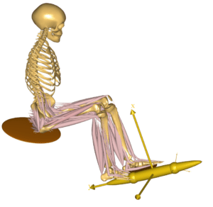 The AnyBody Managed Model Repository - AnyBody Technology