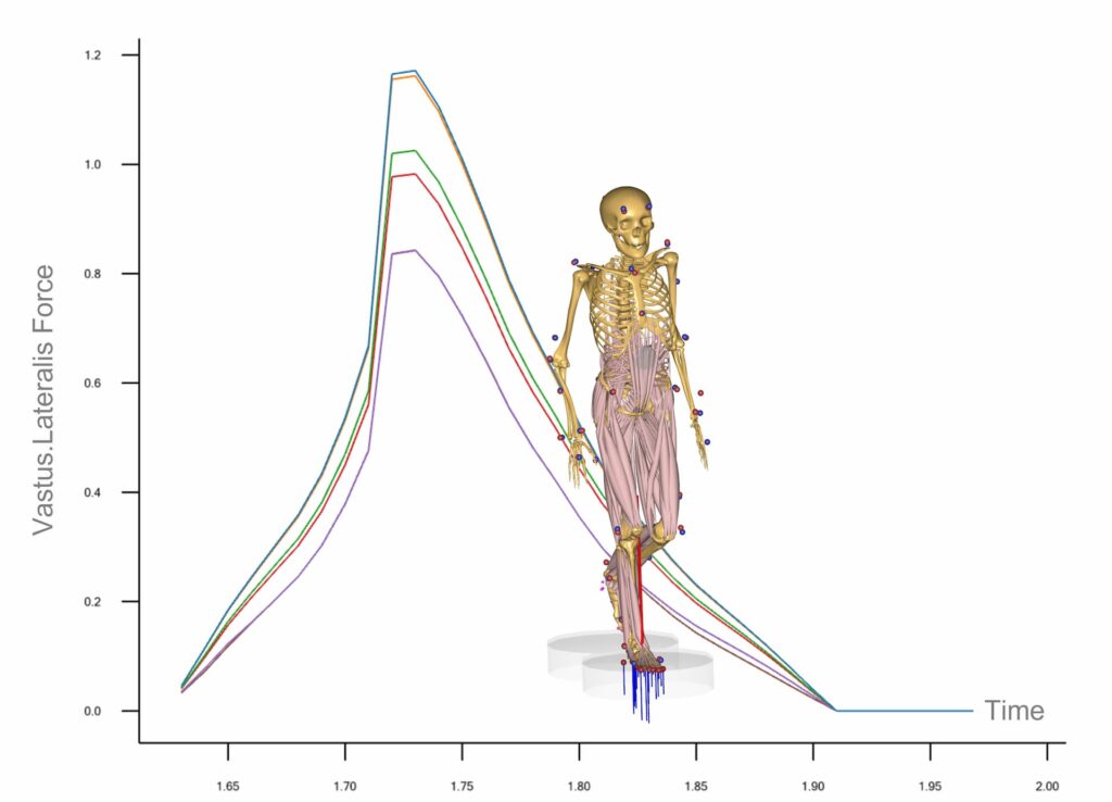 Biomechanical simulation, software, joint