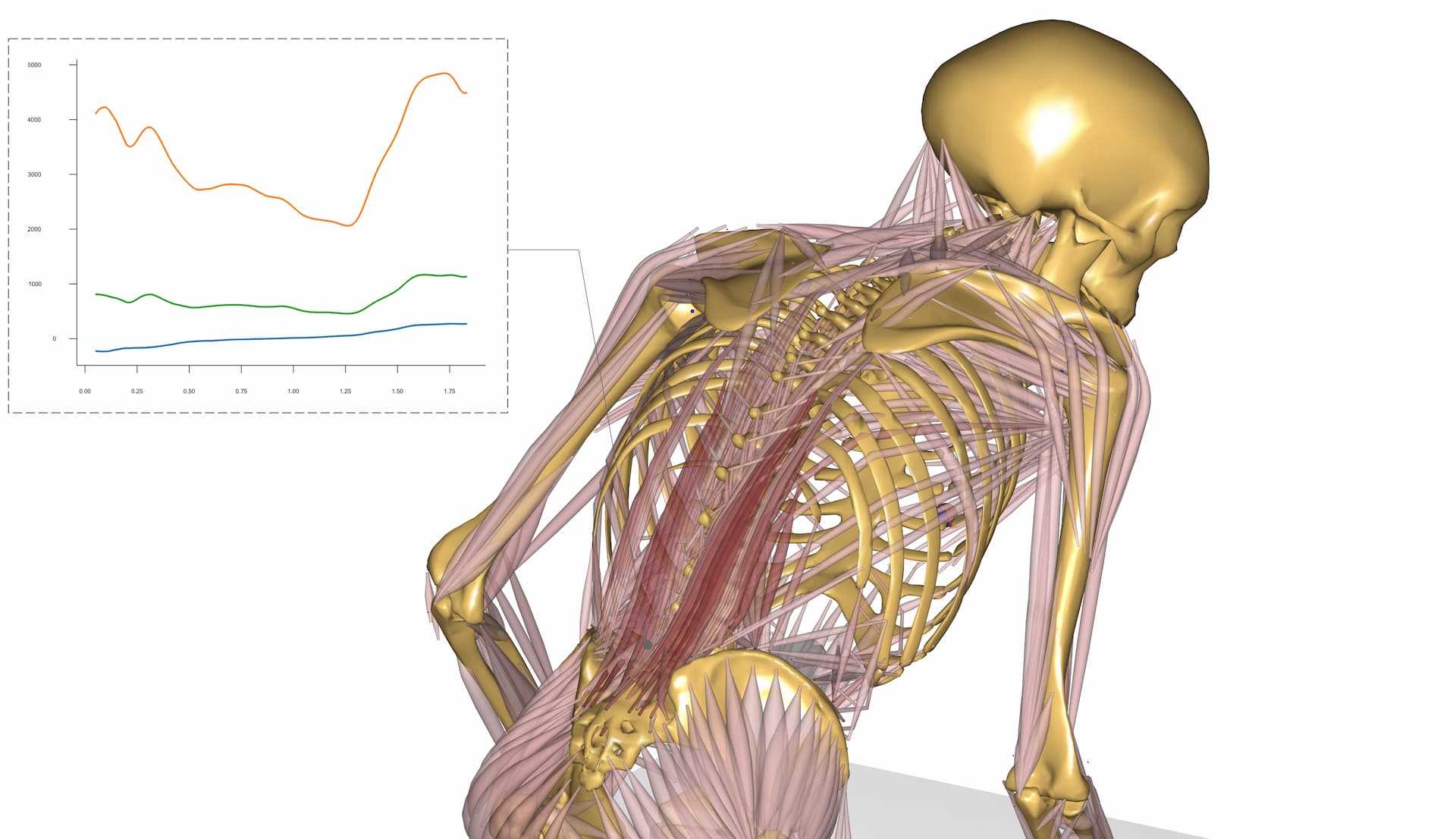 Spine biomechanics, joint, software, simulation