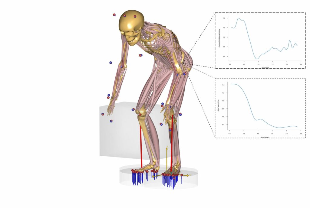 Hip biomechanics, joint, software, simulation